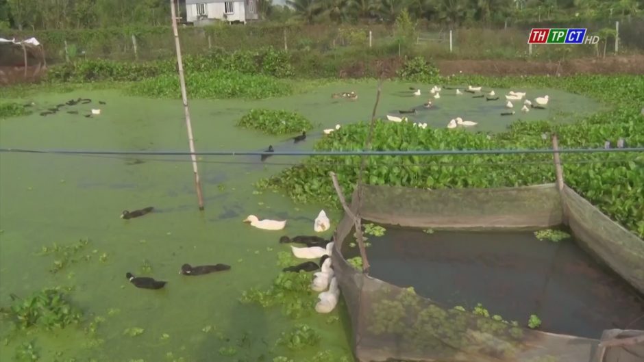 Efficiency from raising siamese duck associated with catfish – The ...